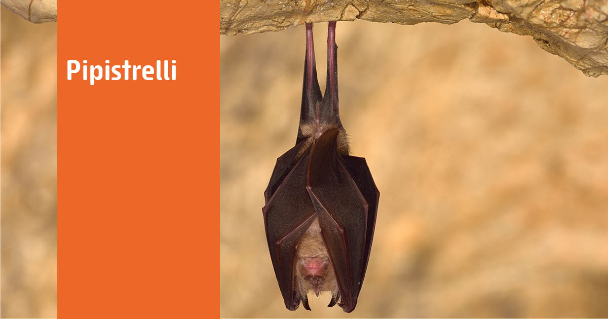 Sulmona (AQ) - I chirotteri del parco nazionale della Majella - 22.11.2019