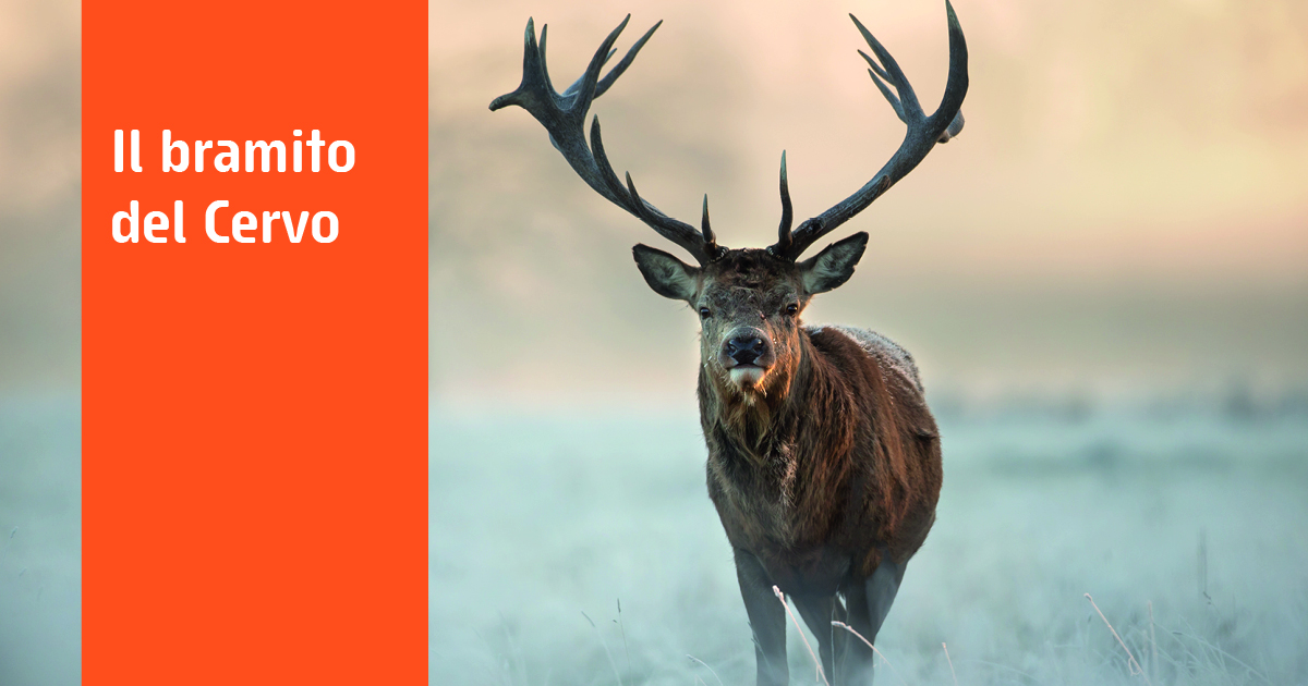 BELLINO (CN) - Il censimento del cervo al bramito - 29.09.2018