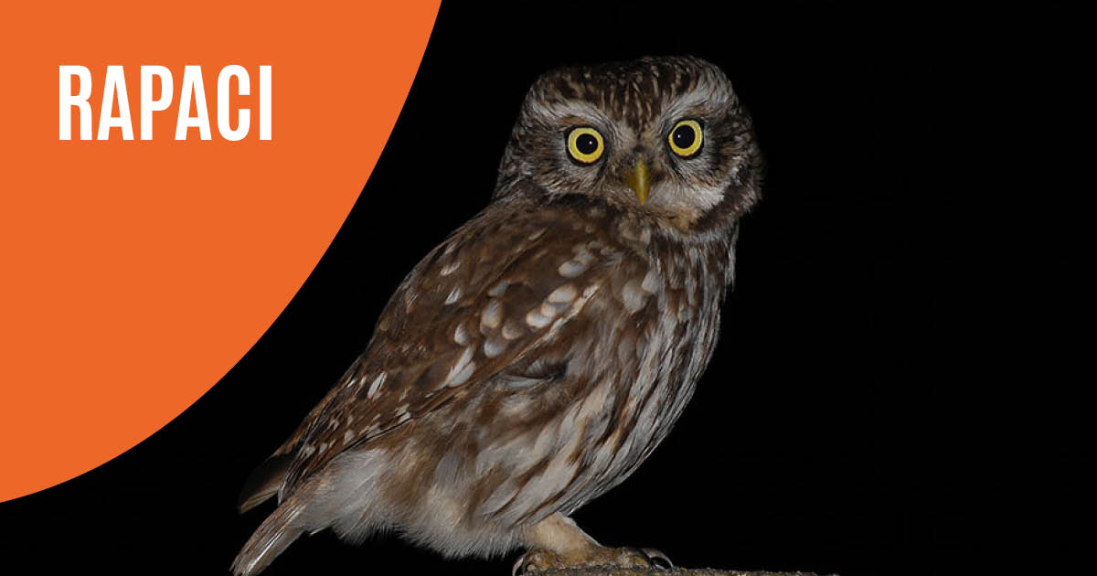 BADIA CALAVENA (VR) - Alla scoperta dei rapaci notturni - 12.04.2025