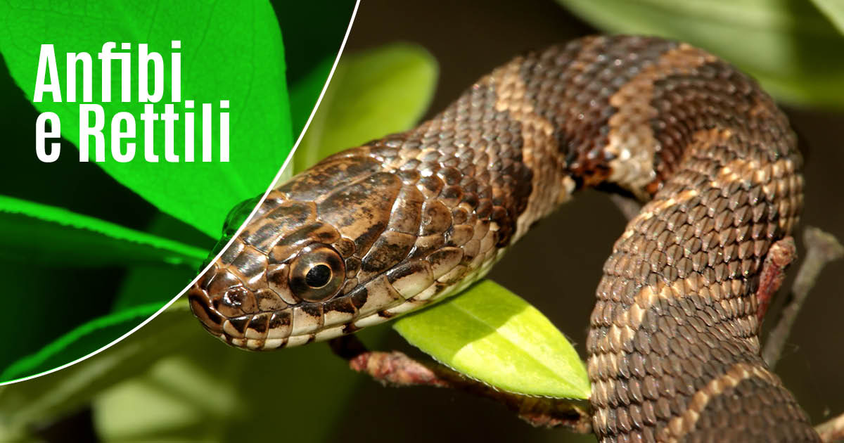 Oasi Busatello (VR) - Conoscere i rettili e gli anfibi della palude del ...