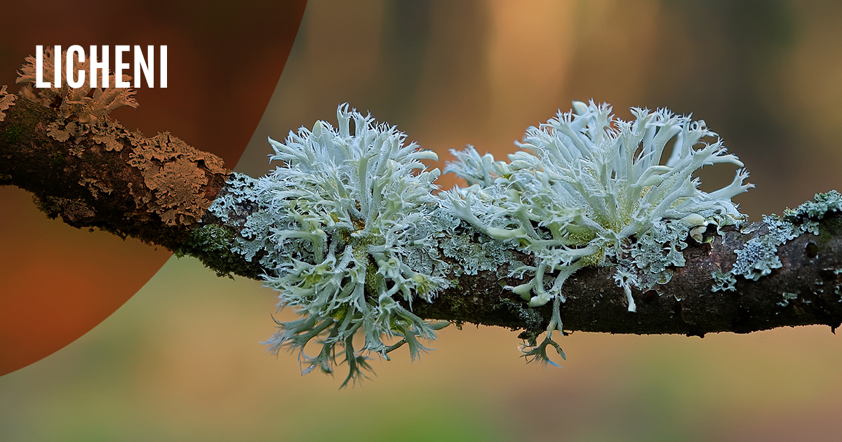 Online - Le Macro Bellezze del Micro: I Licheni 5 ed- corso base ...